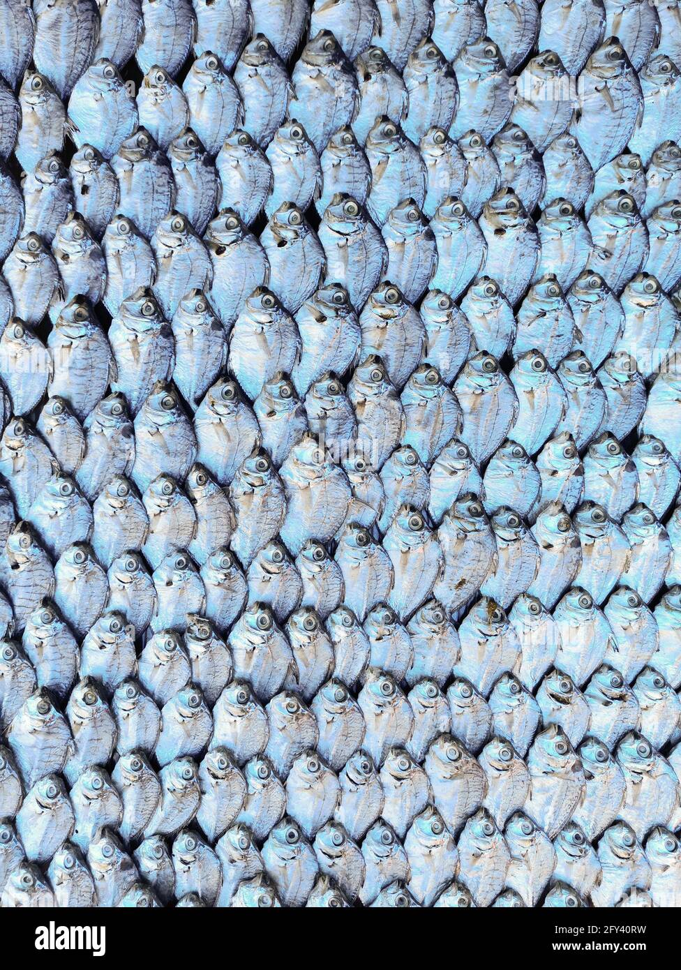 Dry Fish,dried silver belly fish or Kerala pony fish arranged ...