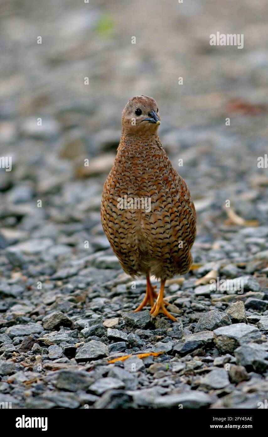 Brown Quail (Synoicus ypsilophorus australis) male walking on stony ...