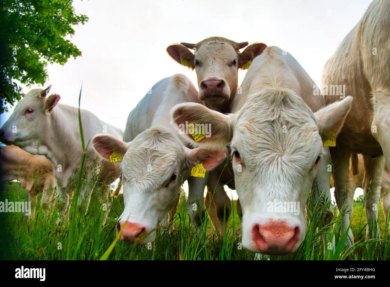 Funny cow beautiful young cow hi-res stock photography and images - Alamy