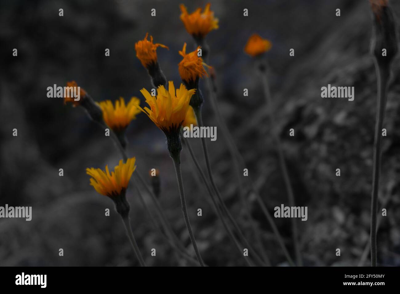 Desaturated color hi-res stock photography and images - Alamy