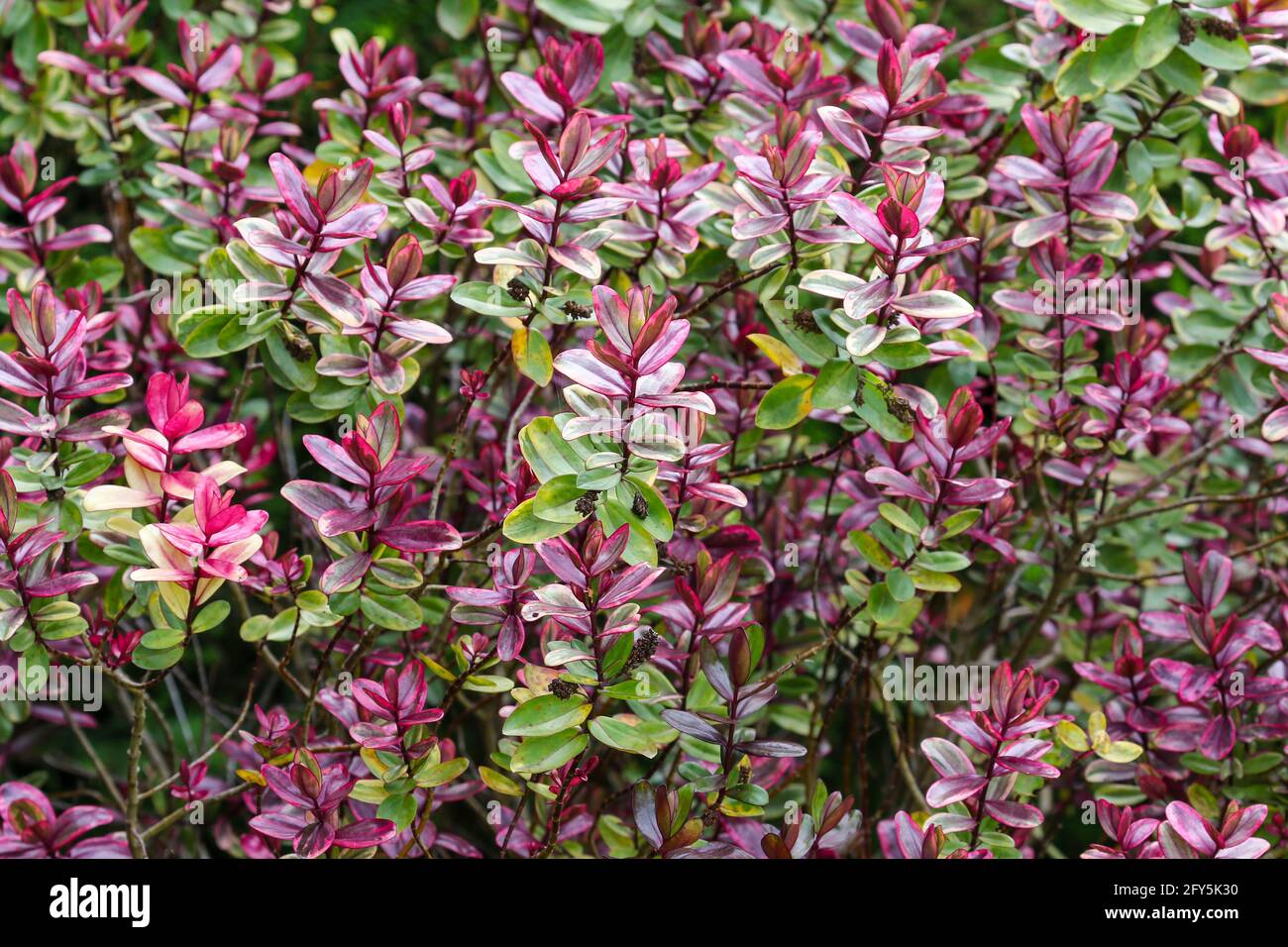 Hebe plant shrub with pink and green leaves in Spring garden. Ireland ...