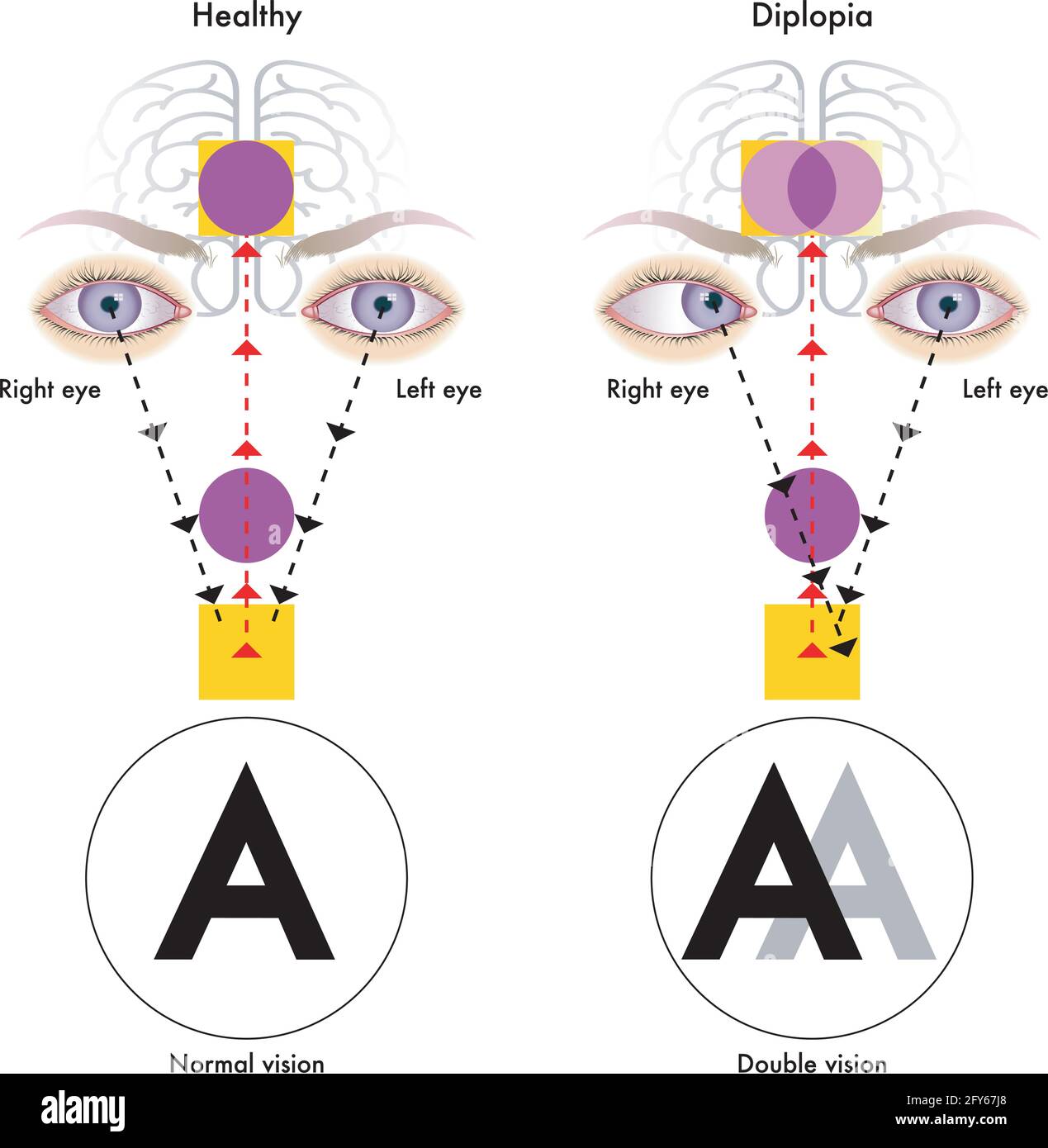 Visual perception diagram Cut Out Stock Images & Pictures - Alamy