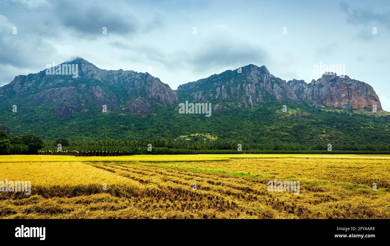 Beautiful landscape growing Paddy rice field with mountain and blue sky ...