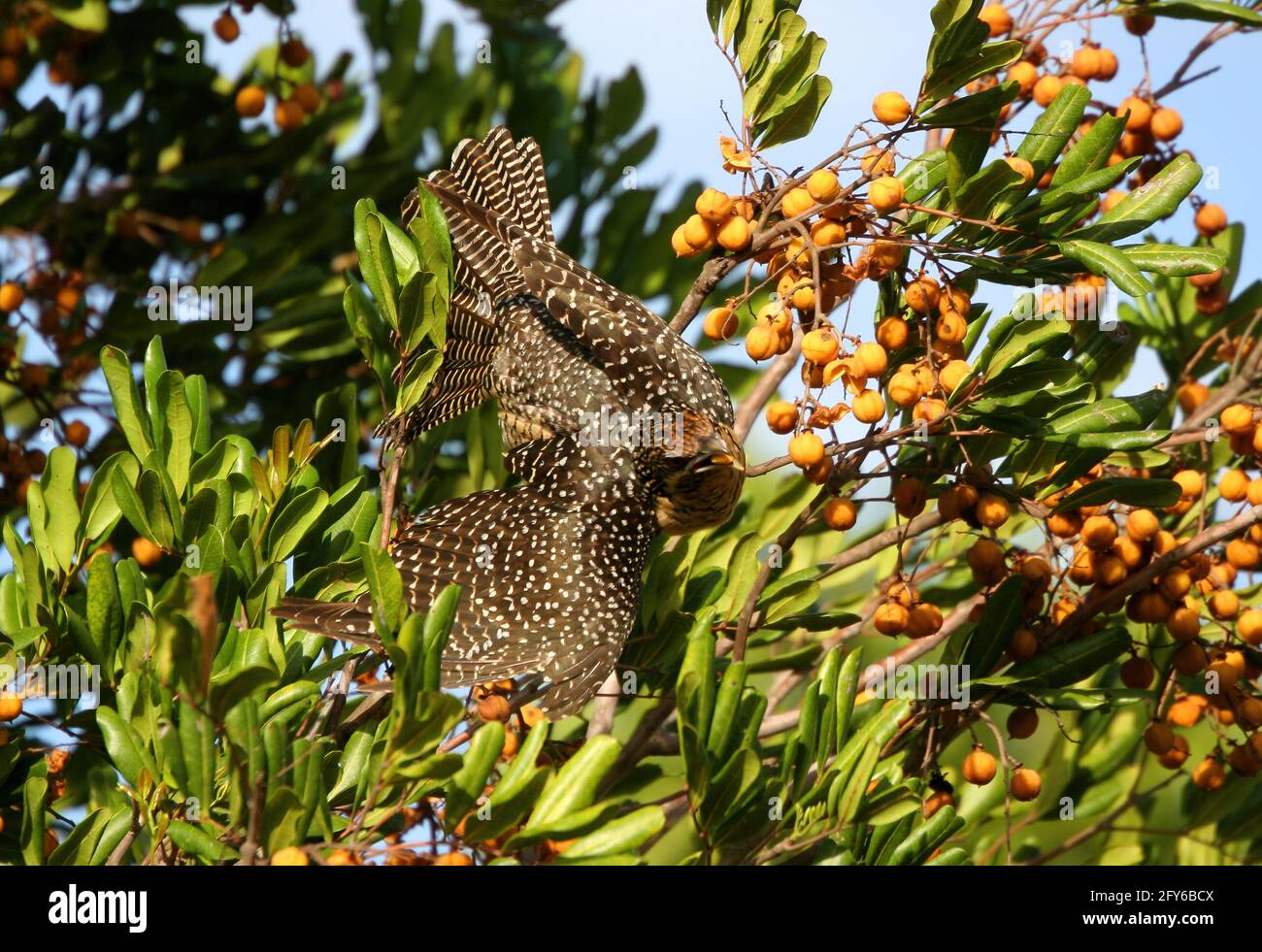 Koel bird hi-res stock photography and images - Alamy