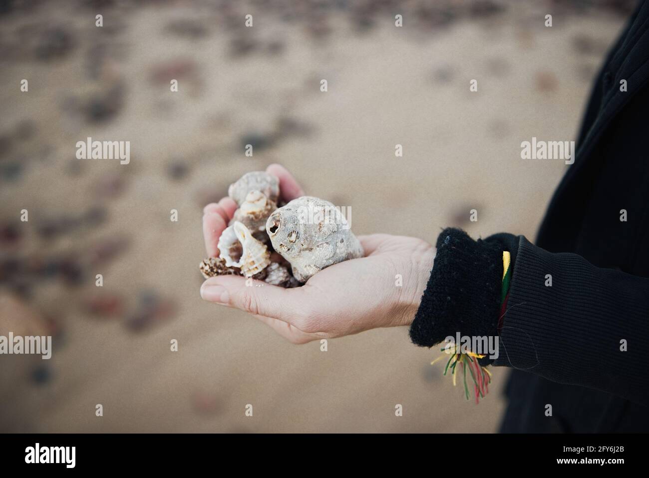 Seashells in woman's hand. Collecting empty shells, taking shells from ...