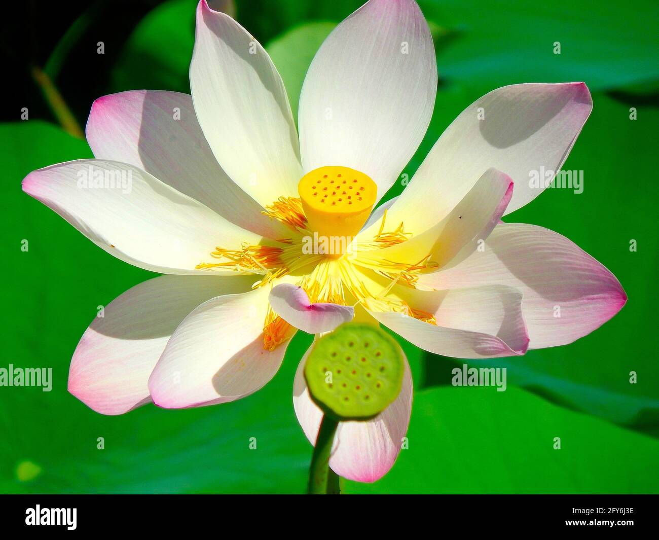 Lotus flower in the Nariva Swamp, Trinidad and Tobago Stock Photo - Alamy