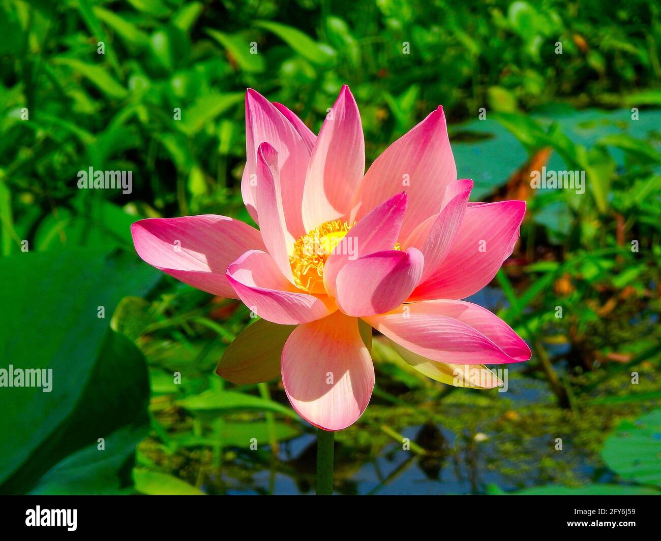Lotus flower in the Nariva Swamp, Trinidad and Tobago Stock Photo - Alamy