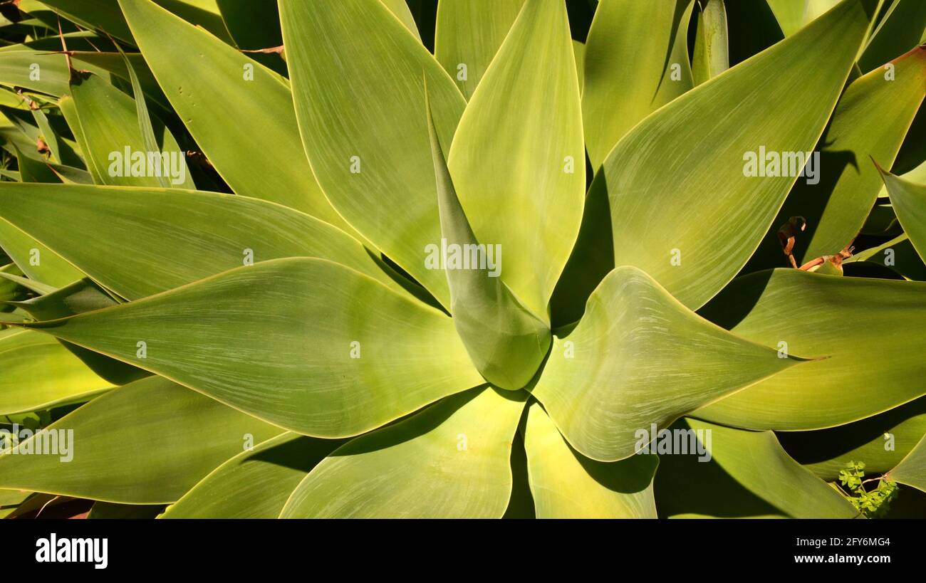 Agave Attenuata Plants High Resolution Stock Photography and Images - Alamy
