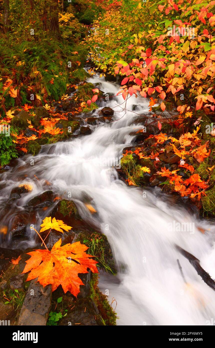 AUTUMN STREAM; LEAVES; FALL COLOR; OREGON; COLUMBIA GORGE SCENIC ...