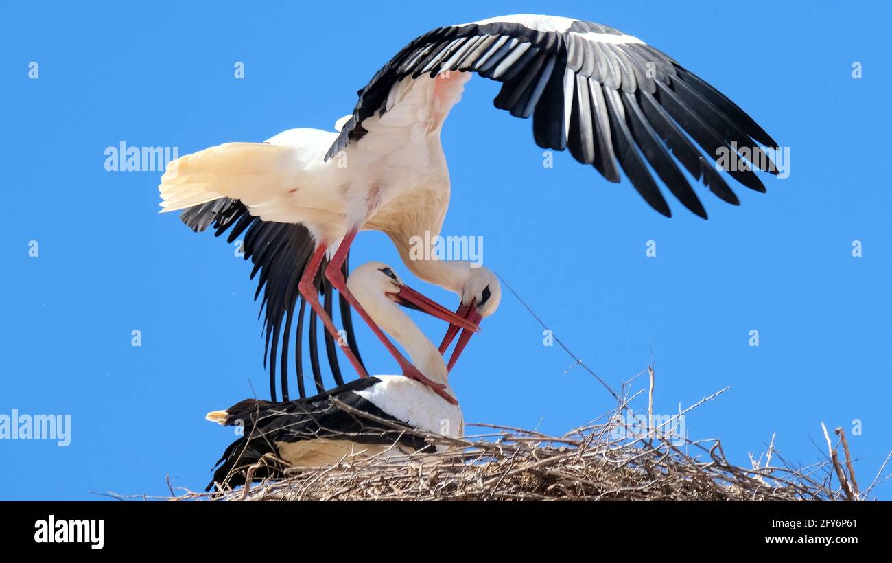 STORK NEST; PORTUGAL; THE ALGARVE COAST; IN THE VILLAGE OF SILVES ...