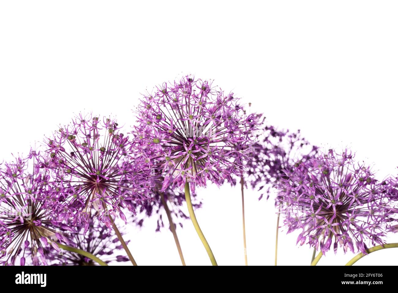 Beautiful allium flower against a white background. Allium or Giant ...
