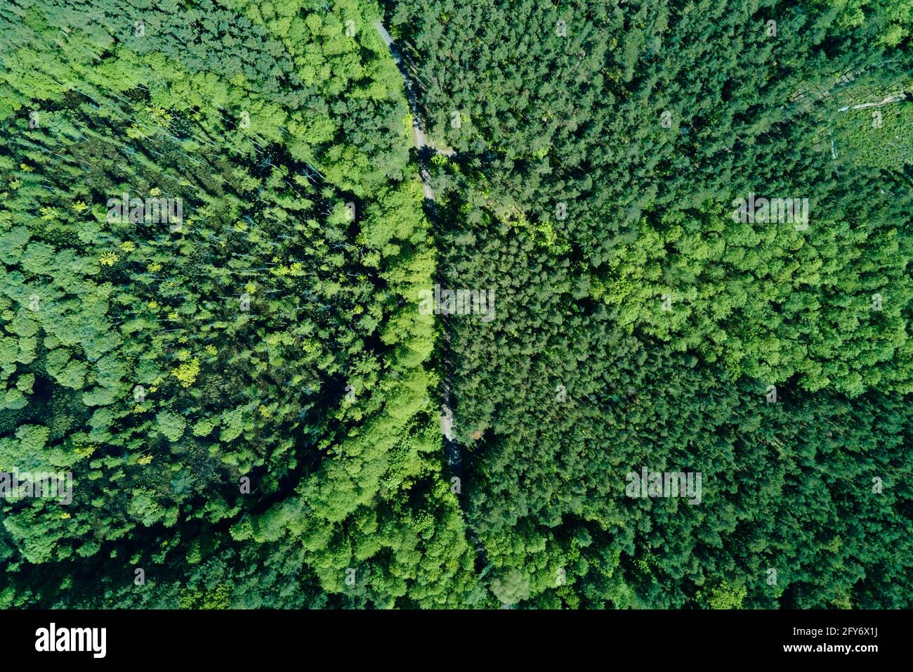 Green forest, aerial view. Nature landscape of pine trees, bird eye ...