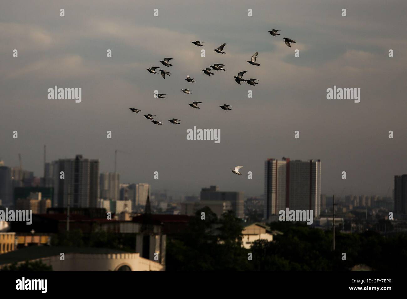A flock of birds fly over the skyline of Metro Manila Stock Photo - Alamy