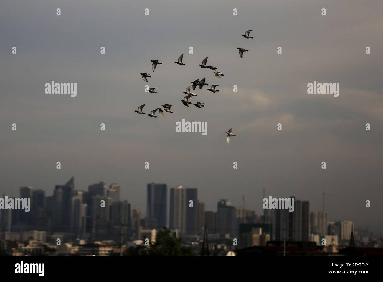 A flock of birds fly over the skyline of Metro Manila Stock Photo - Alamy