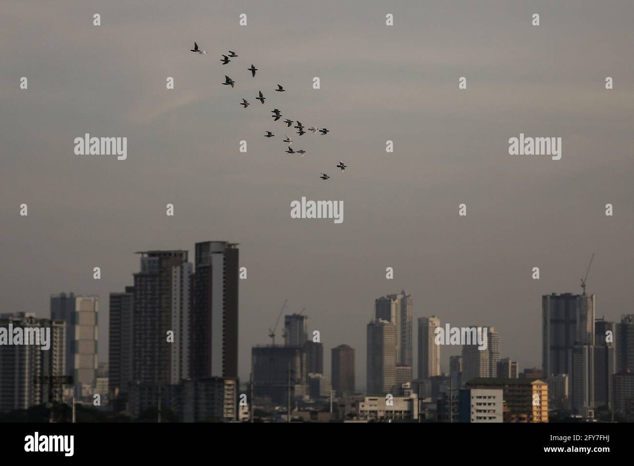 A flock of birds fly over the skyline of Metro Manila Stock Photo - Alamy