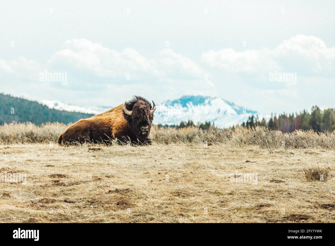 Bison sitting on grass hi-res stock photography and images - Alamy
