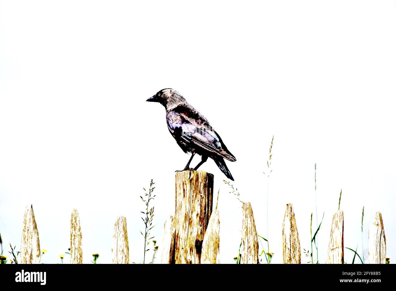 Illustration of a raven perching on a wooden post isolated on a white ...