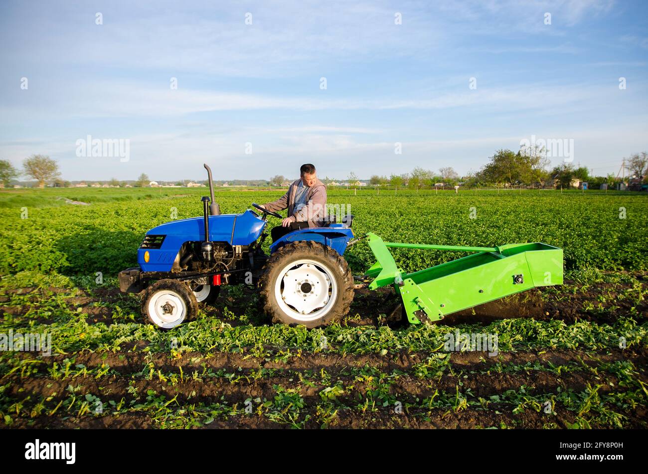 A tractor with a digging unit digs up land vegetables. The use of ...