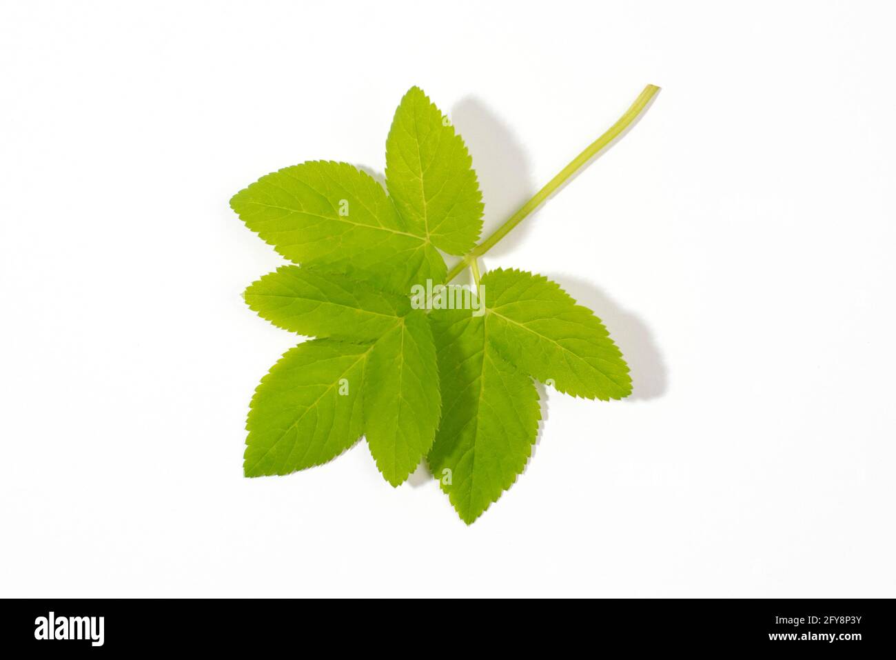 Wild plant can used Cut Out Stock Images & Pictures - Alamy