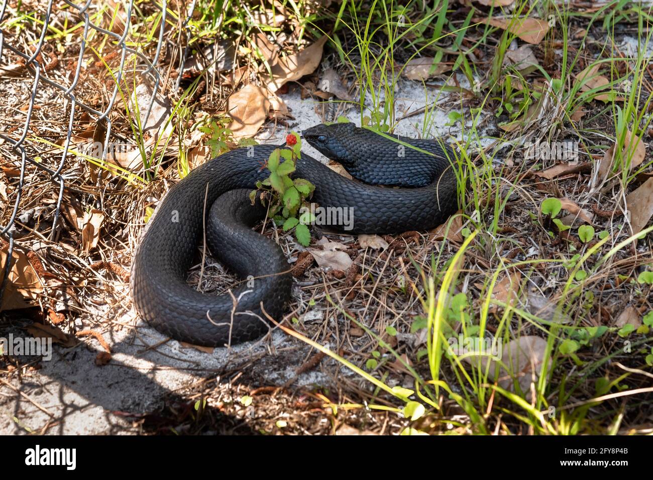 Eastern Hognose snake Heterodon platirhinos Stock Photo - Alamy