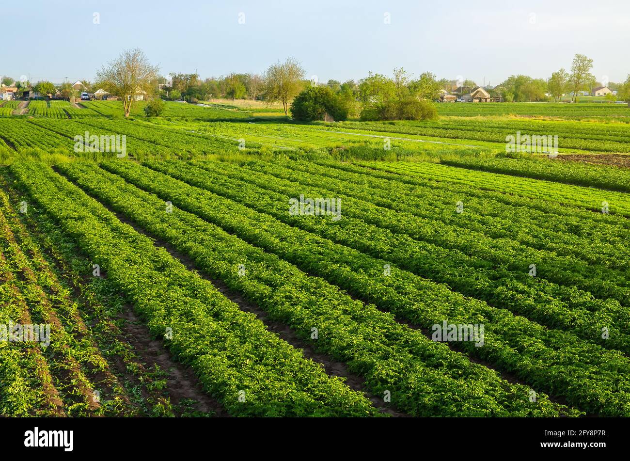 Potato plantation farm fields. Agroindustry and agribusiness. Beautiful ...