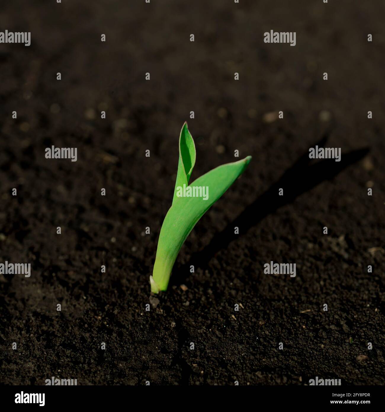 Corn seed germinating hi-res stock photography and images - Alamy