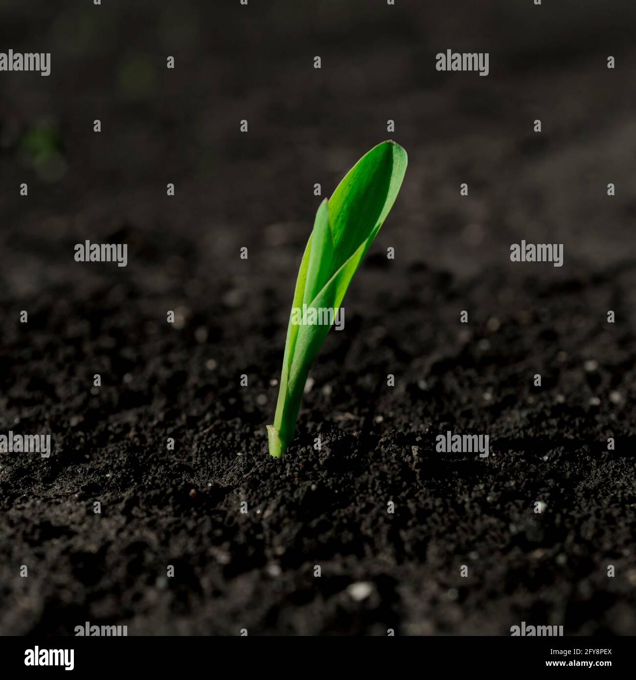 Corn Seed Germinating High Resolution Stock Photography and Images - Alamy