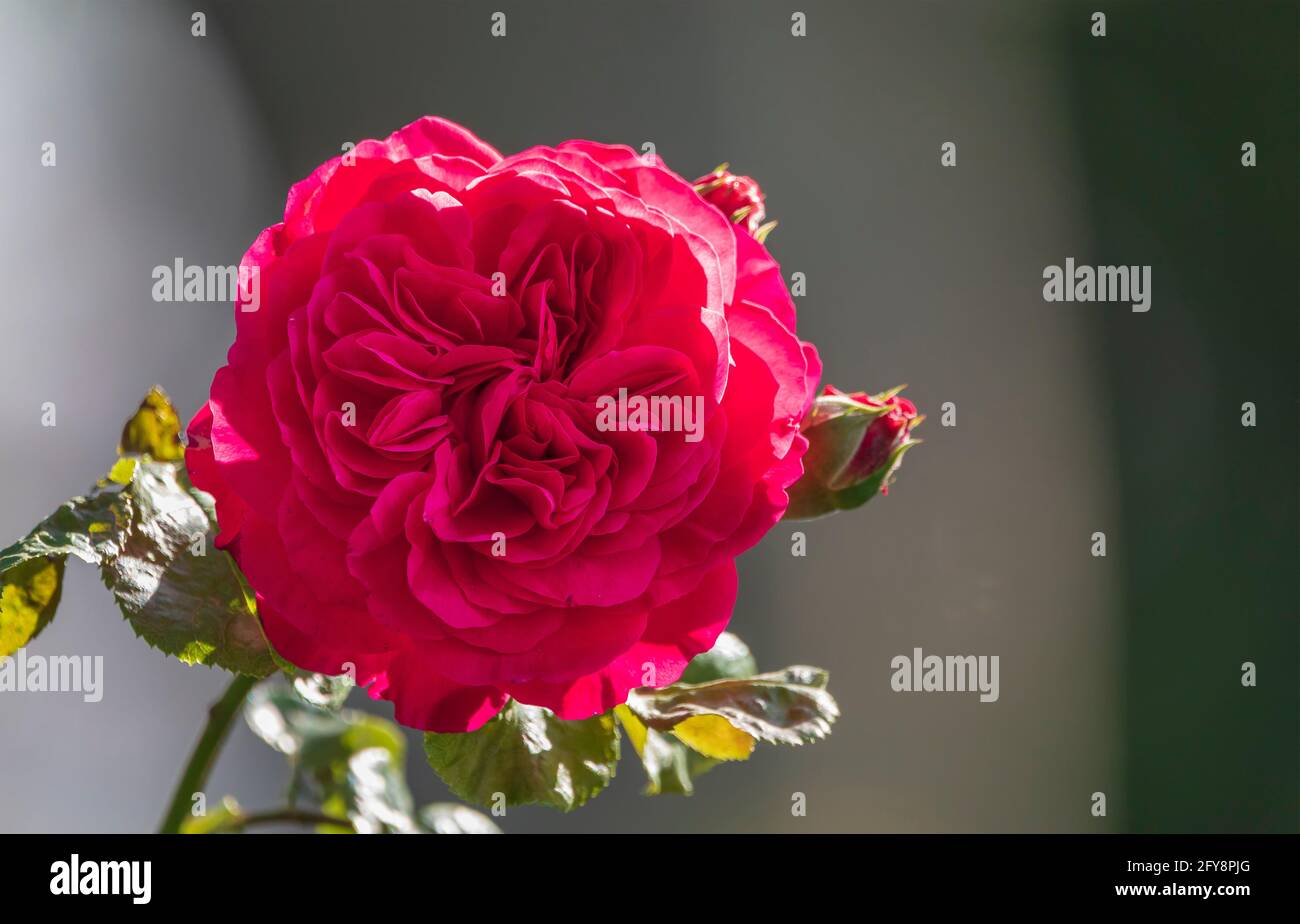 Roses wallpaper hi-res stock photography and images - Alamy
