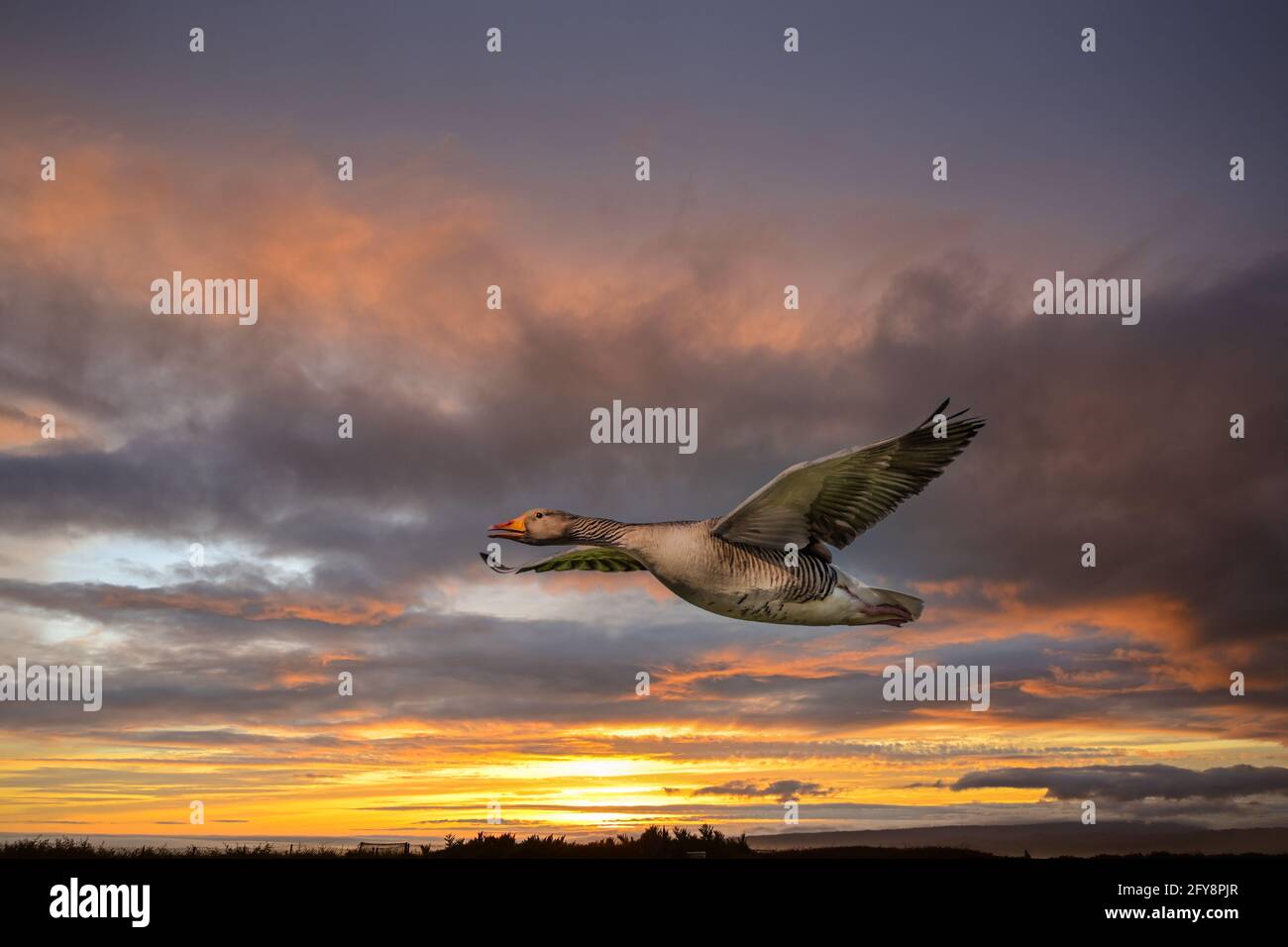 Flying goose silhouette hi-res stock photography and images - Alamy