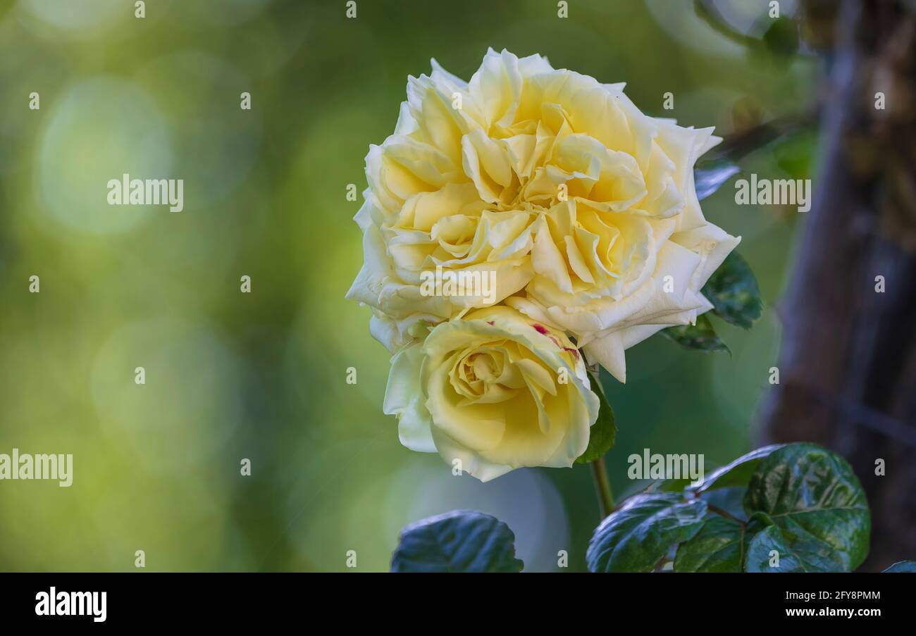 Yellow roses growing in hi-res stock photography and images - Alamy