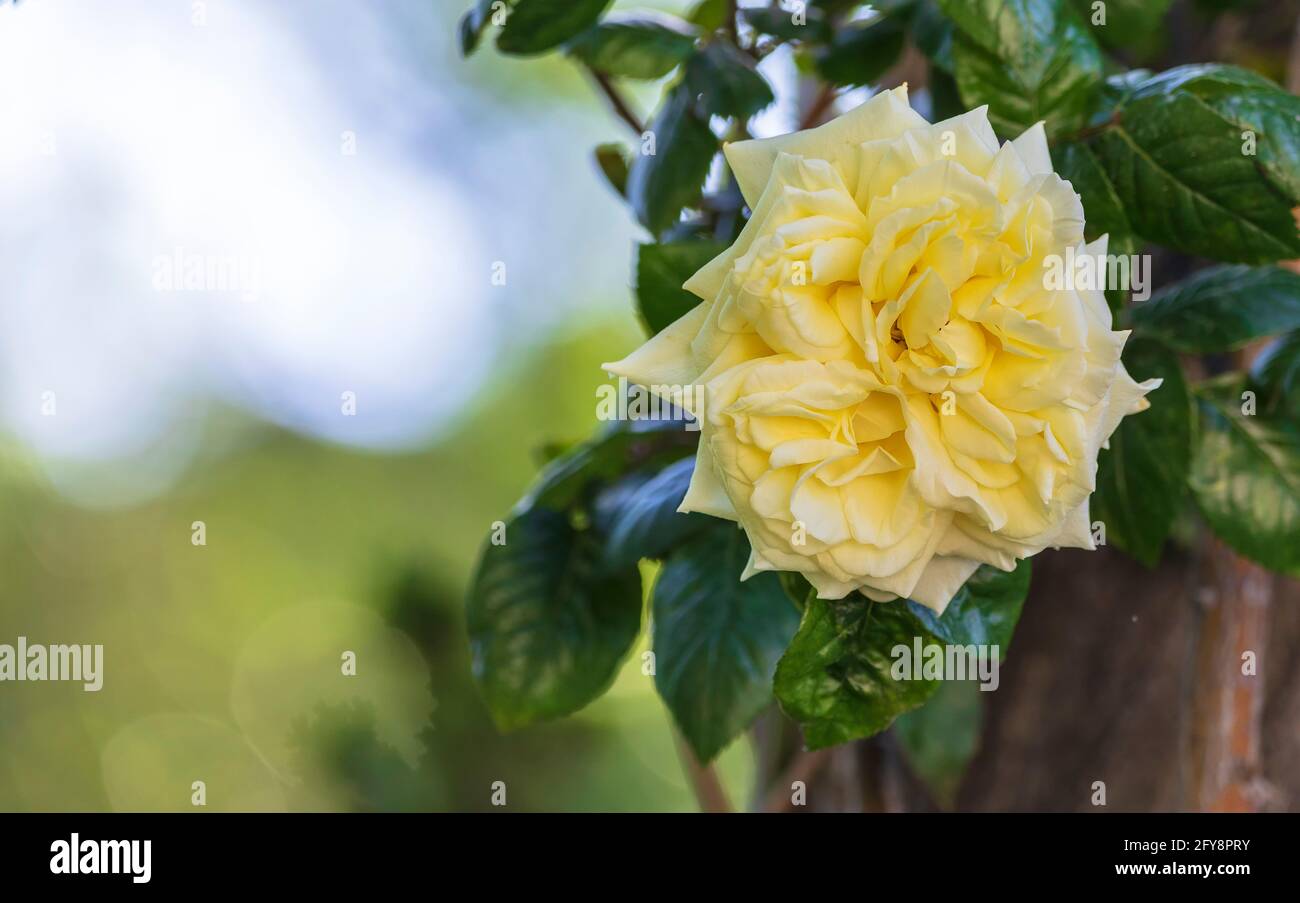 Yellow roses growing in the city park Stock Photo - Alamy