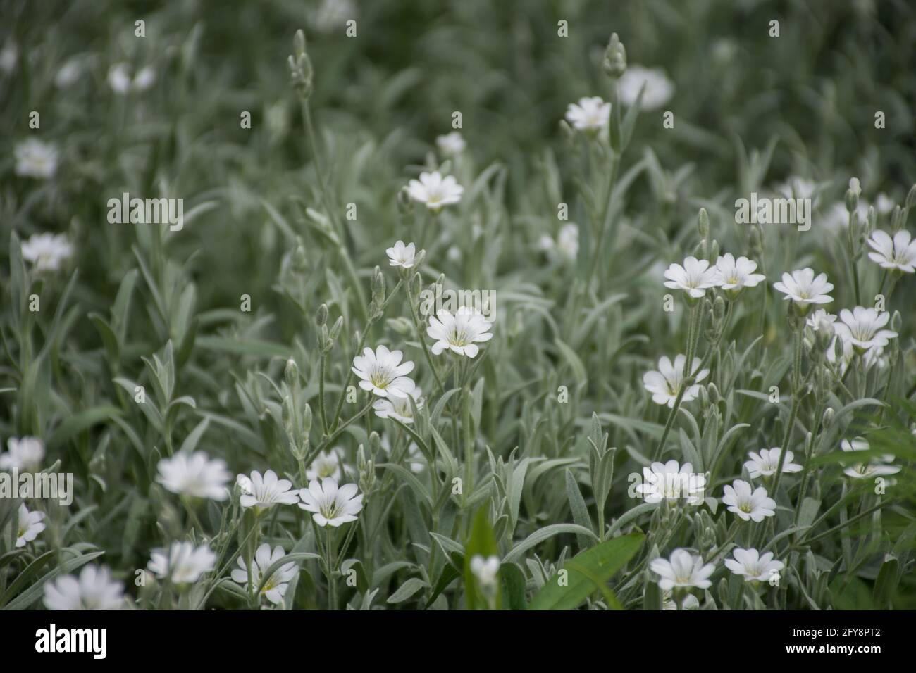 gentle natural summer green background of grass and flowers Stock Photo ...