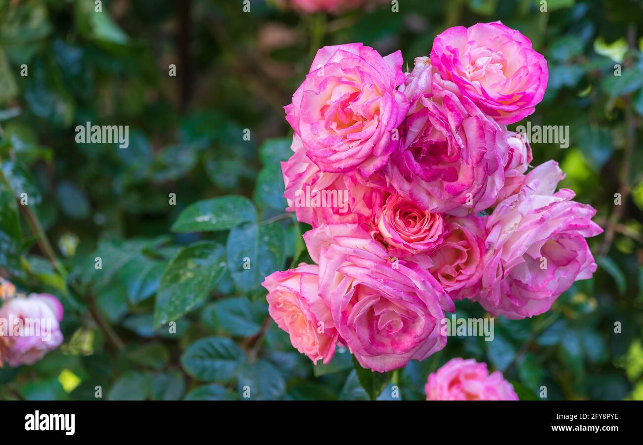 Pink roses growing in the park Stock Photo - Alamy