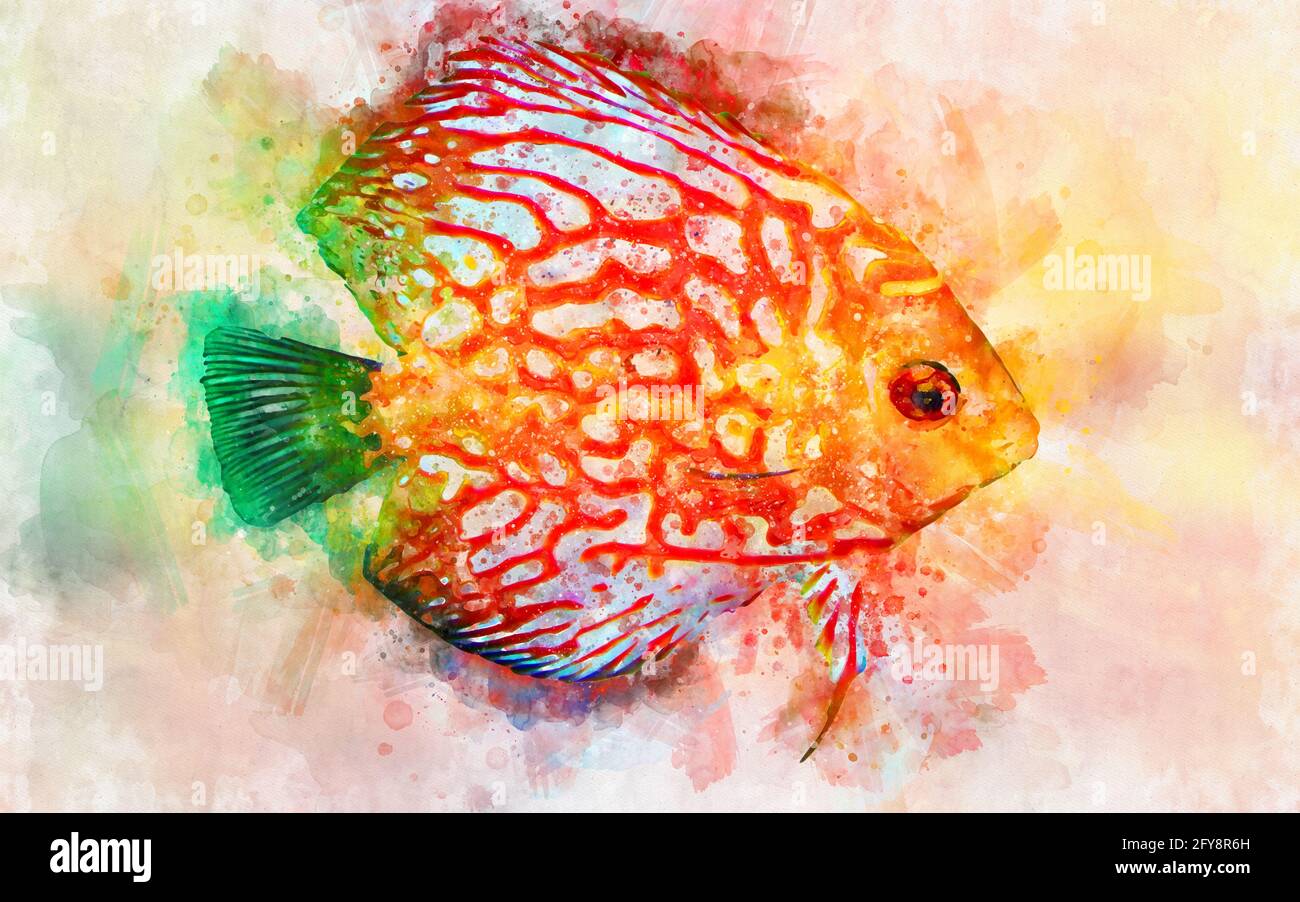 Watercolor illustration of tropic discus fish. Also known as pompadour ...