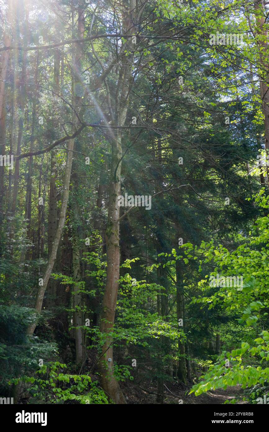 Forest trees with sunlight background Stock Photo - Alamy