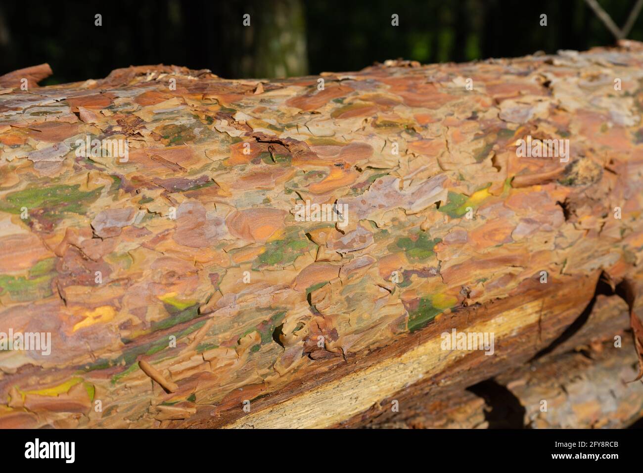 Light colored trunks hi-res stock photography and images - Alamy