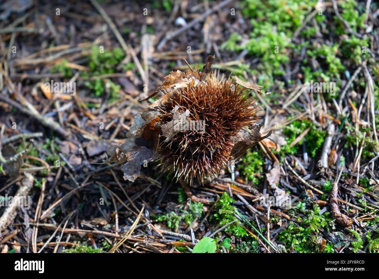 Chestnut beams hi-res stock photography and images - Alamy
