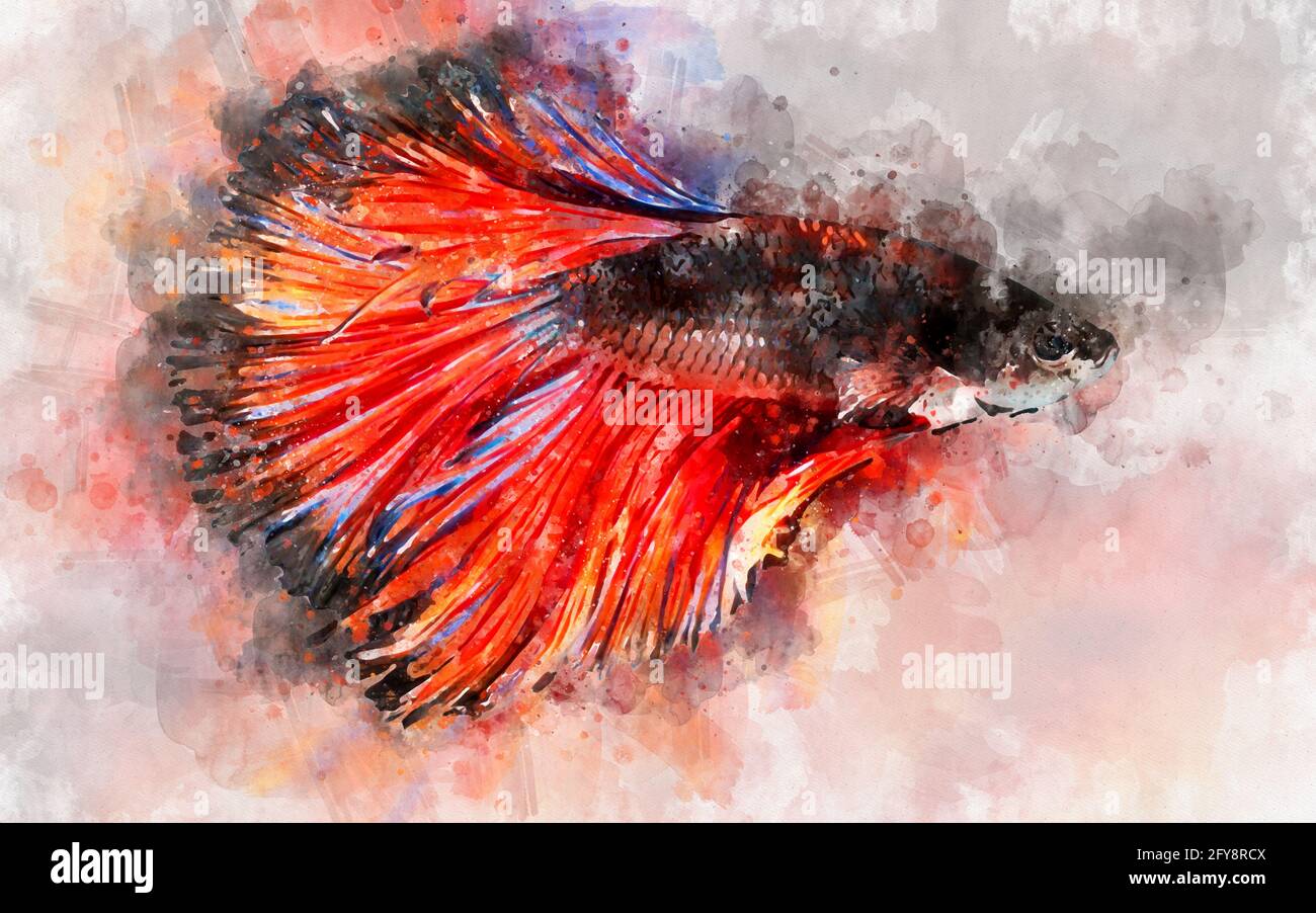 Siamese fighting fishes betta splendens hi-res stock photography and ...