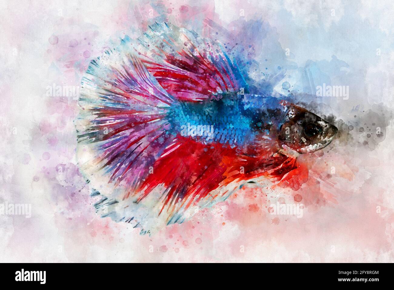 Watercolor illustration of tropic Siamese fighting fish (Betta ...