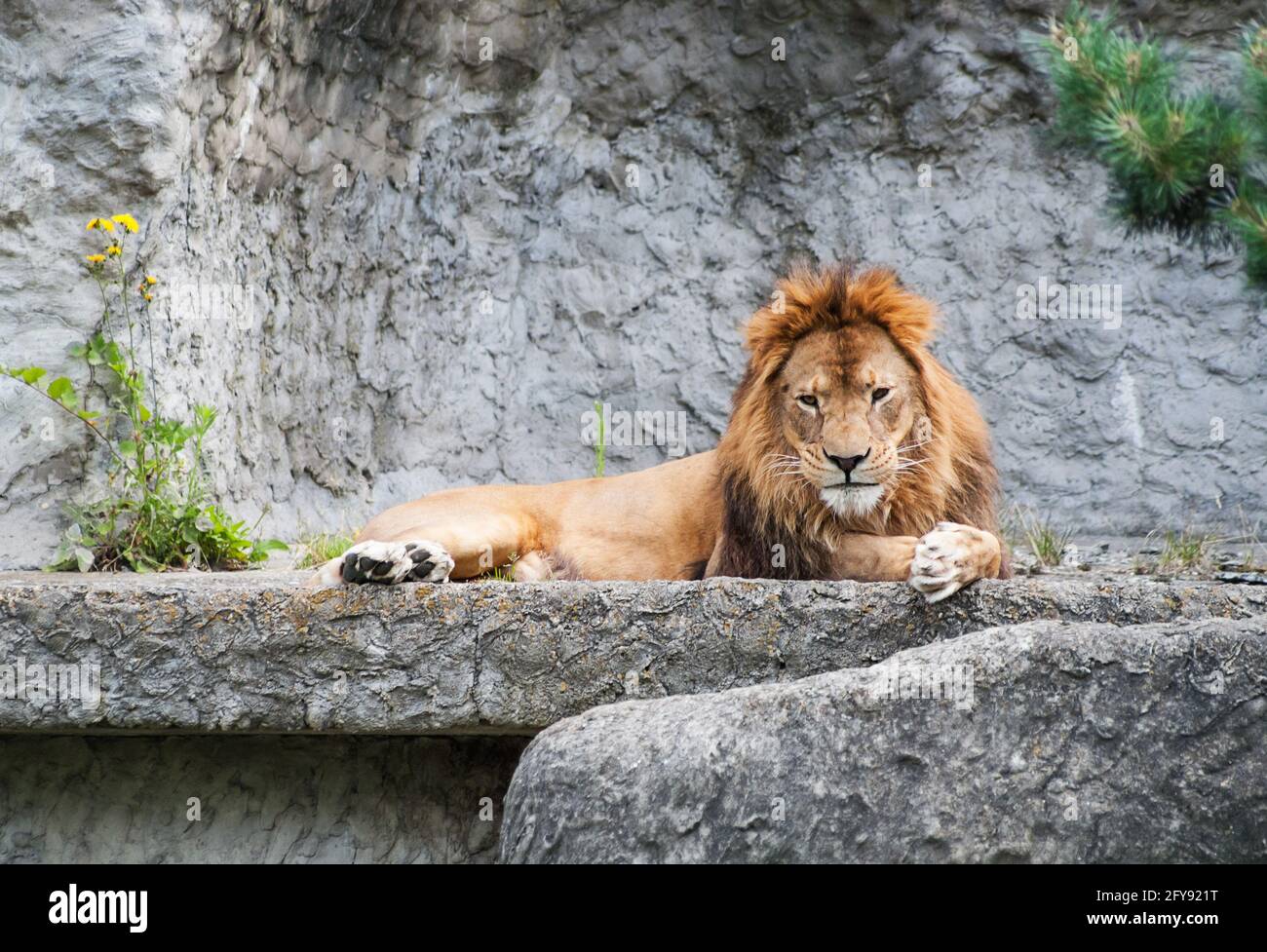 Lion stone adult male hi-res stock photography and images - Alamy