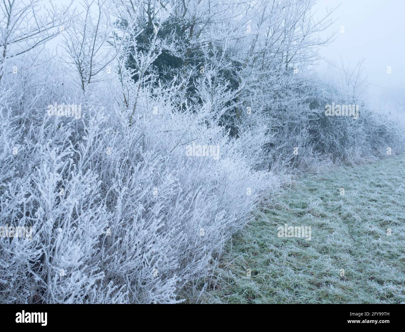 Frost vegetation hi-res stock photography and images - Alamy