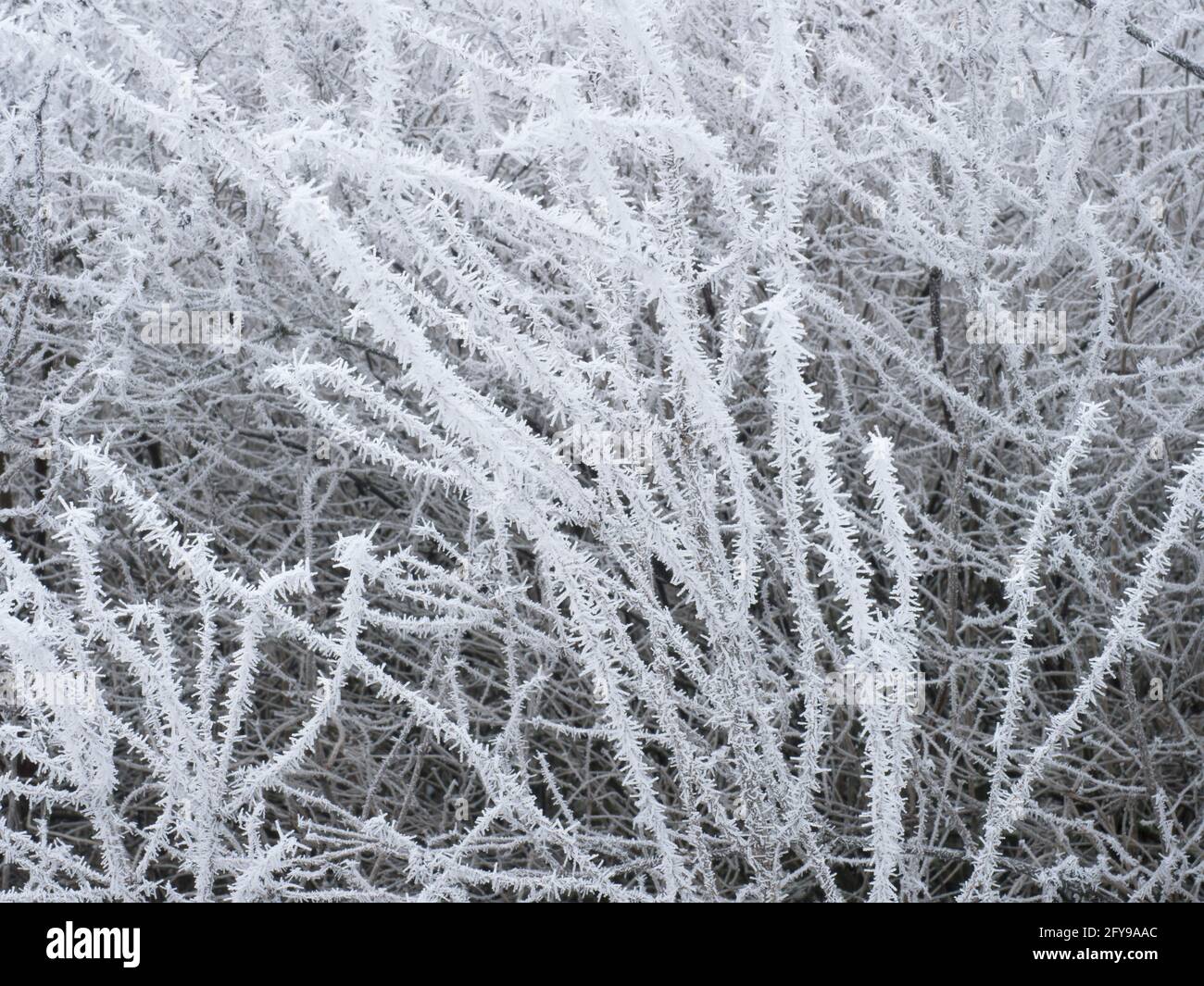 Close-up of hedgerow vegetation covered in rime frost, Worcestershire ...