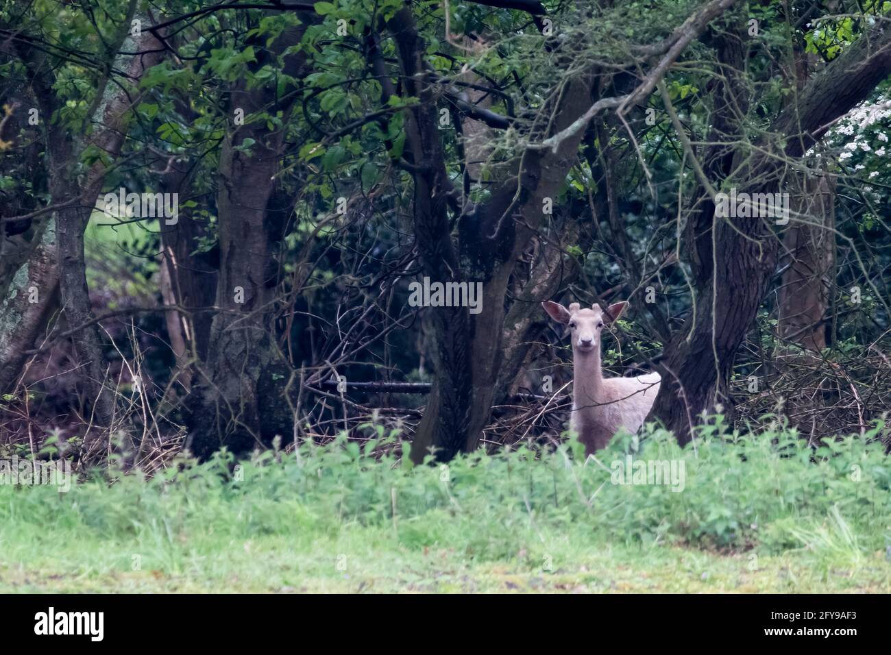 White fallow deer uk hi-res stock photography and images - Alamy