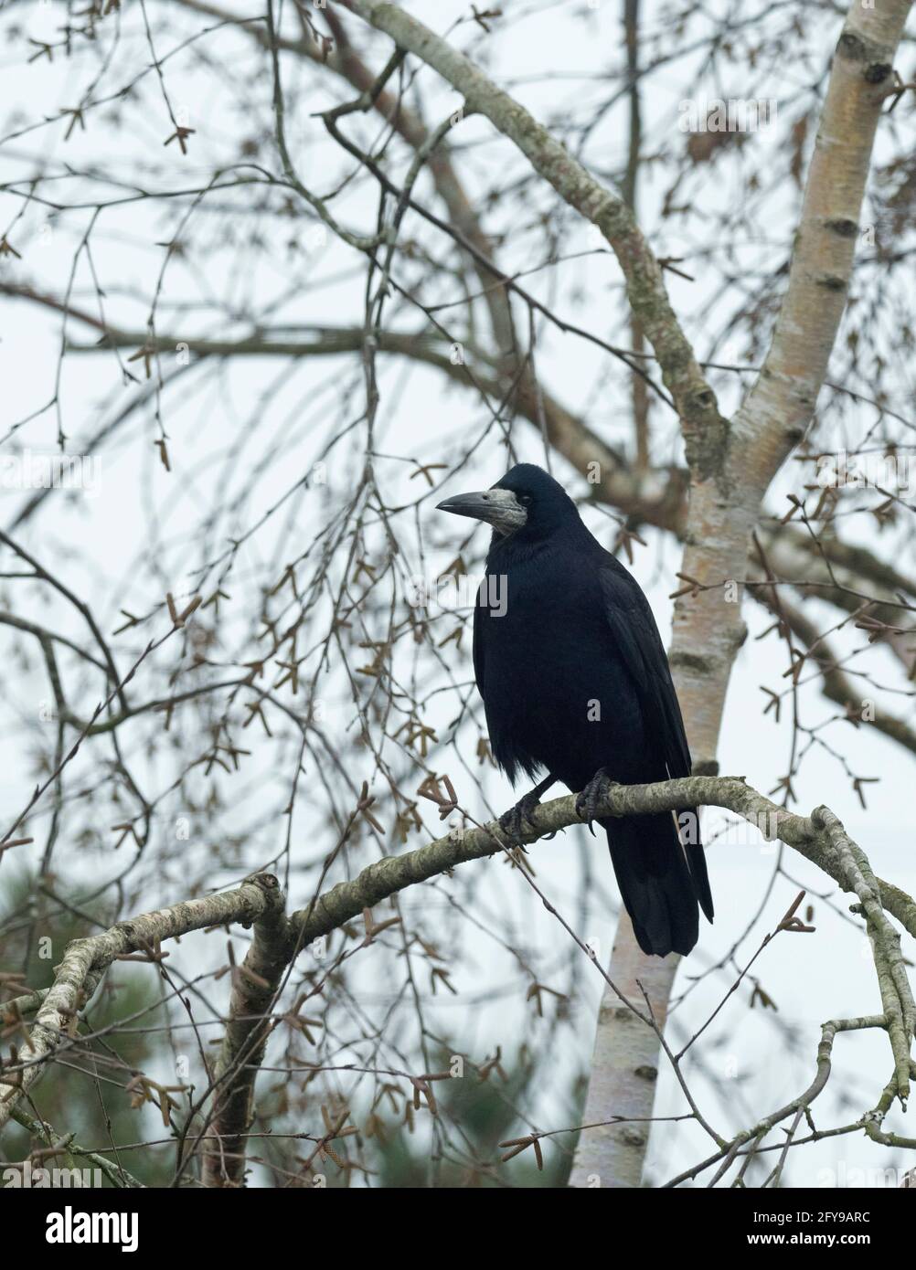 Rook, Corvus frugilegus, single adult perched in Silver Birch tree ...