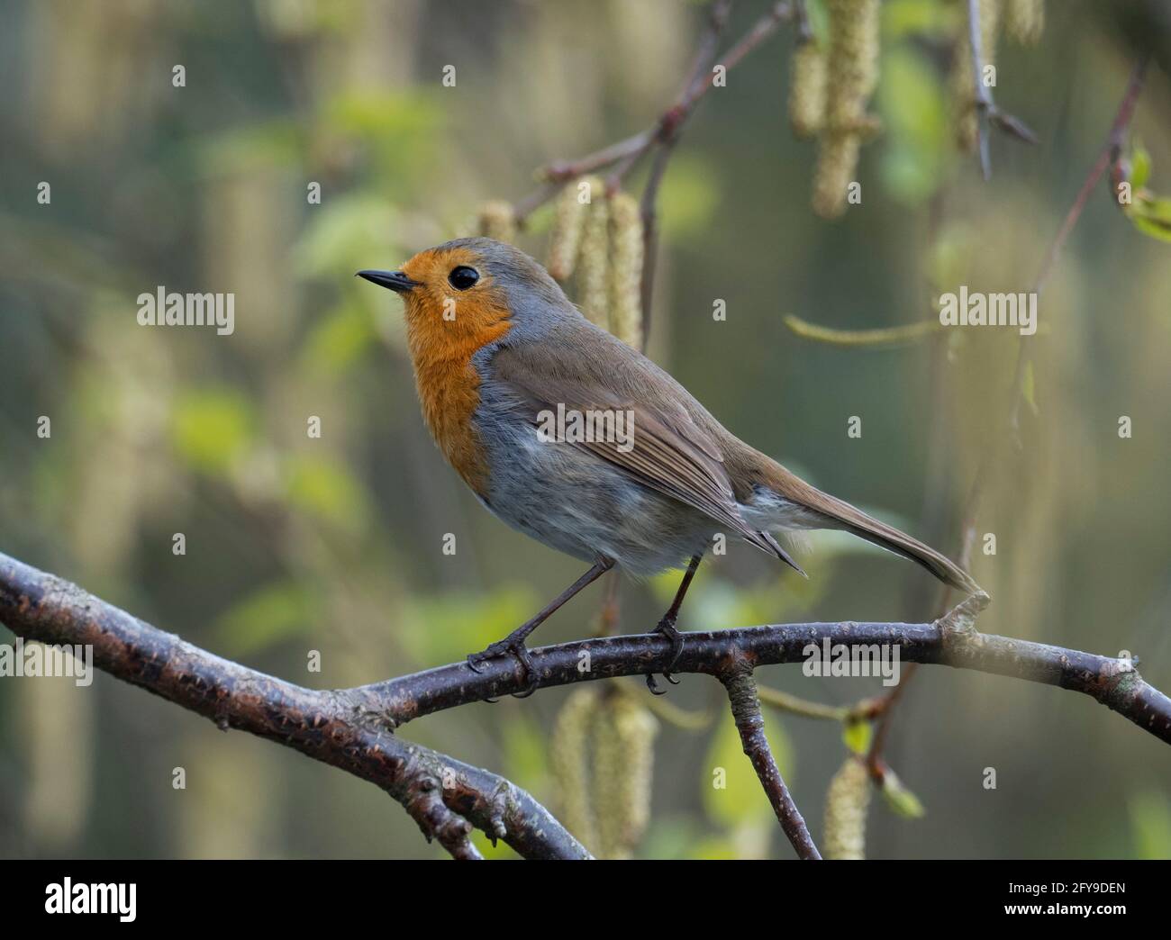 Robin profile hi-res stock photography and images - Alamy