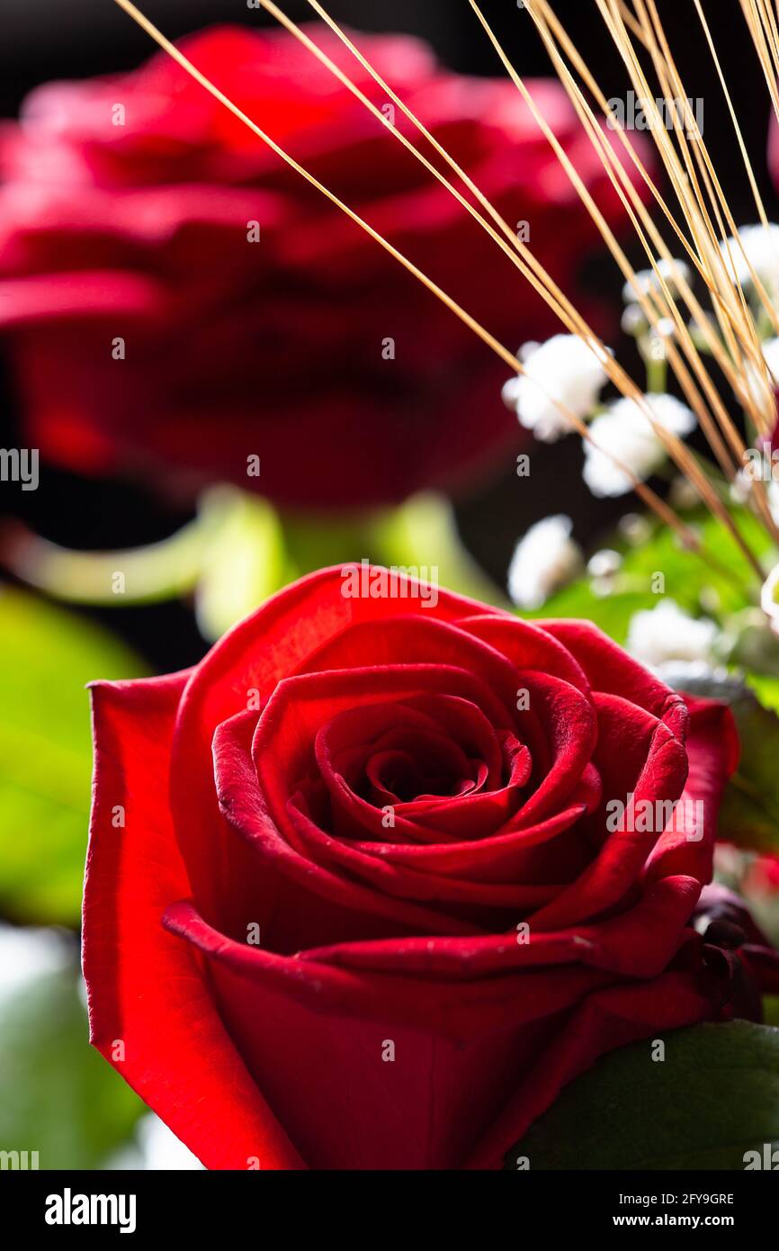 Lower rose hi-res stock photography and images - Alamy