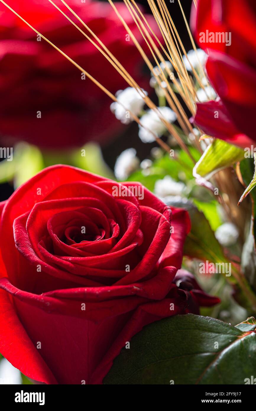 Red rose lower in bloom macro still on a flower bouquet Stock Photo - Alamy