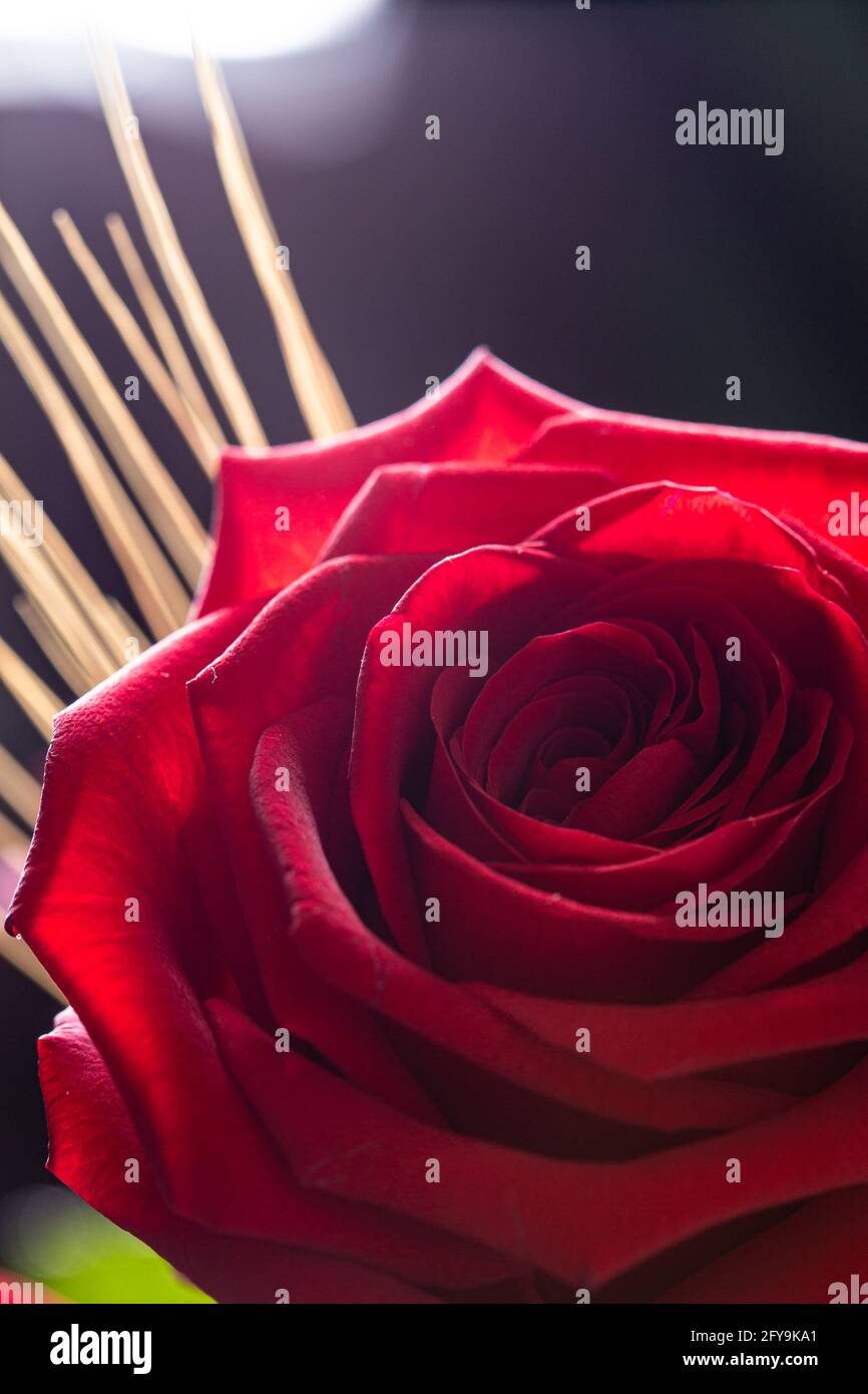 Backlit flower rose hi-res stock photography and images - Alamy