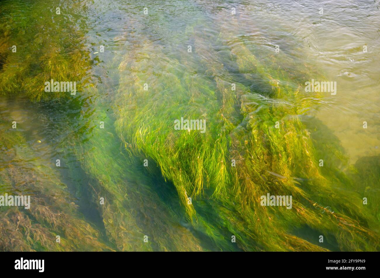 Top view of green underwater algae - for backgrounds and textures Stock ...
