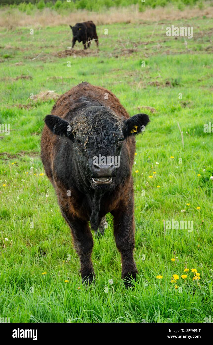 Vertical shot of brown, adorable galloway cattle grazing in a green ...